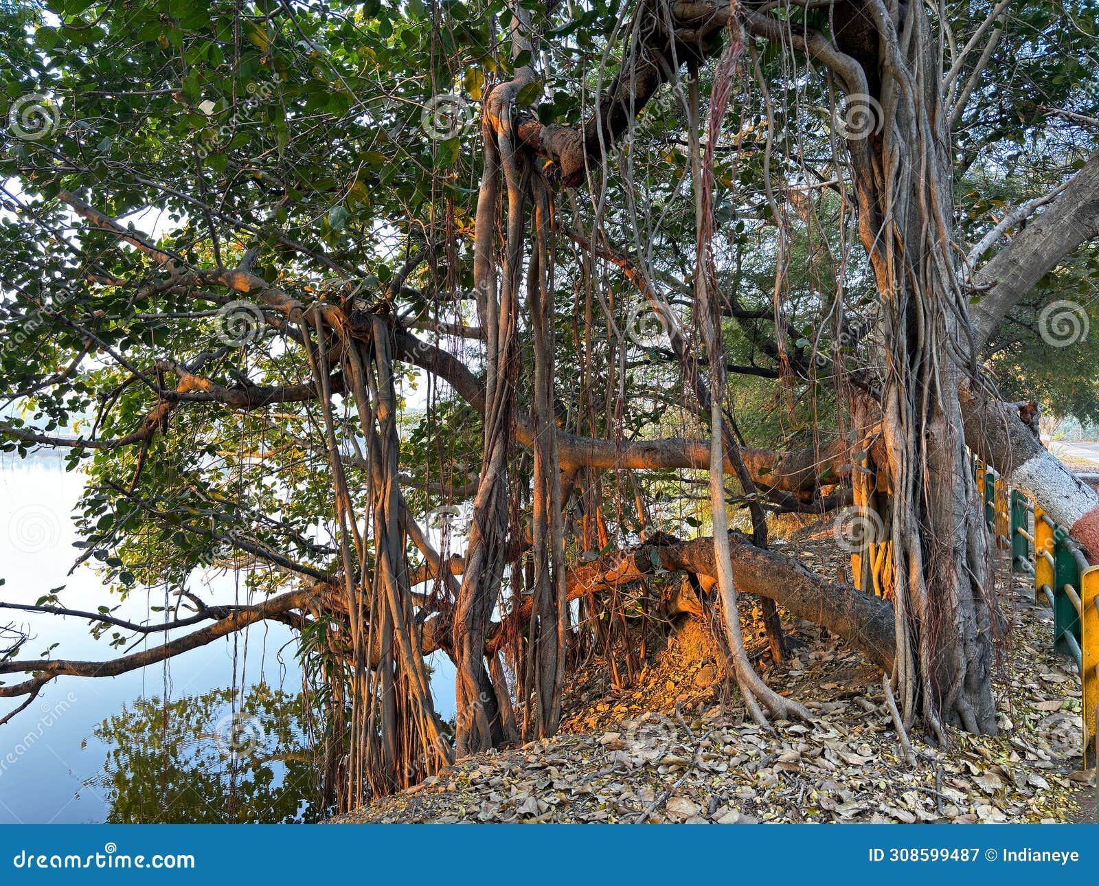 Sunlit Banyan Tree with Intricate Root System Stock Image - Image of ...