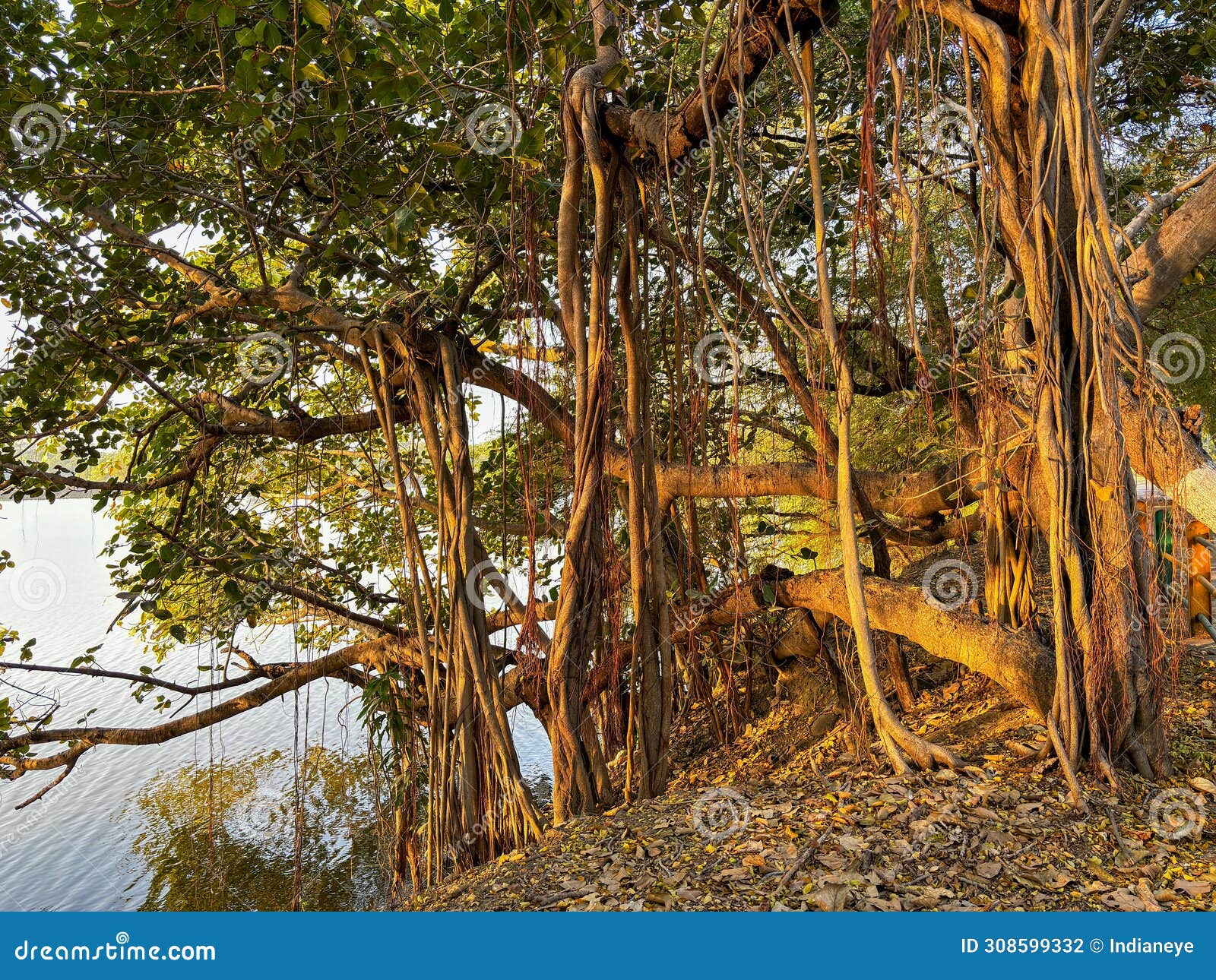 Intricate Banyan Tree Roots Entwine With Green Leaves In A Detailed ...