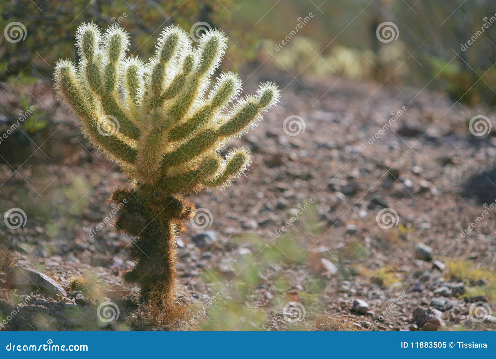 Sunlit cactus stock image. Image of sunlight, shallow - 11883505