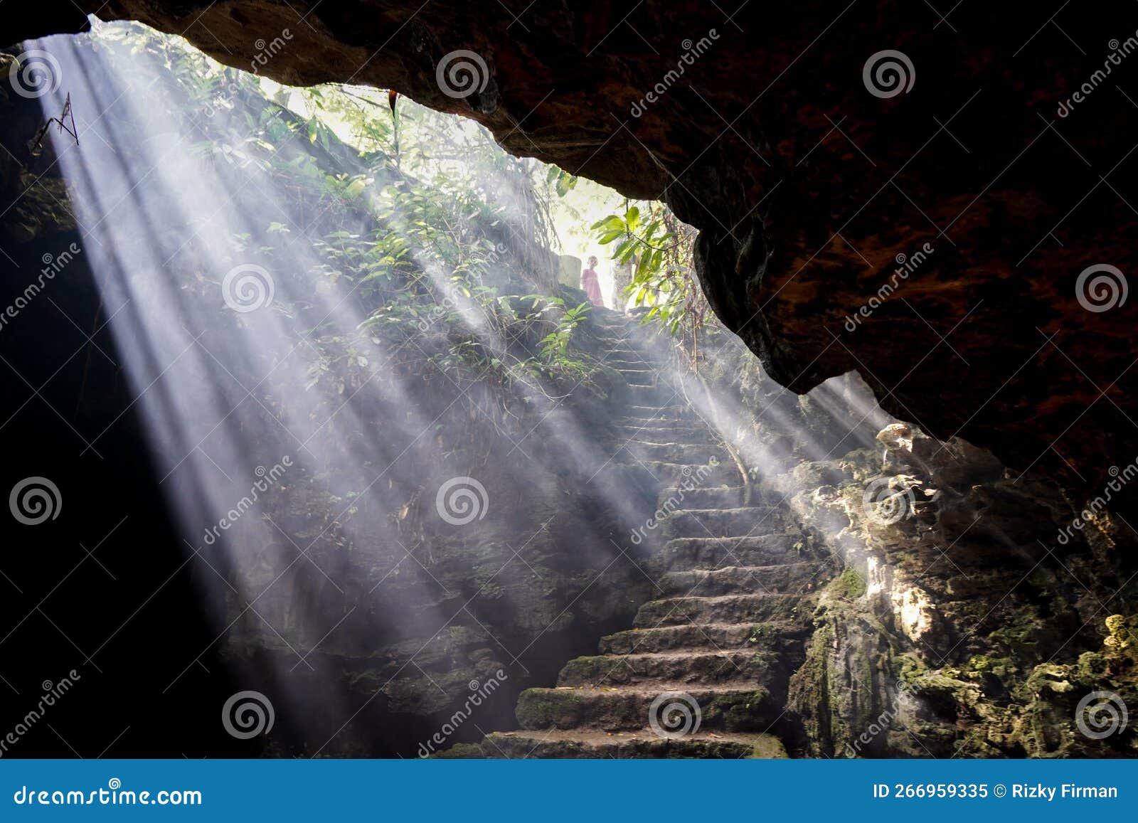 Sunlit cave stock image. Image of dark, tree, jungle - 266959335