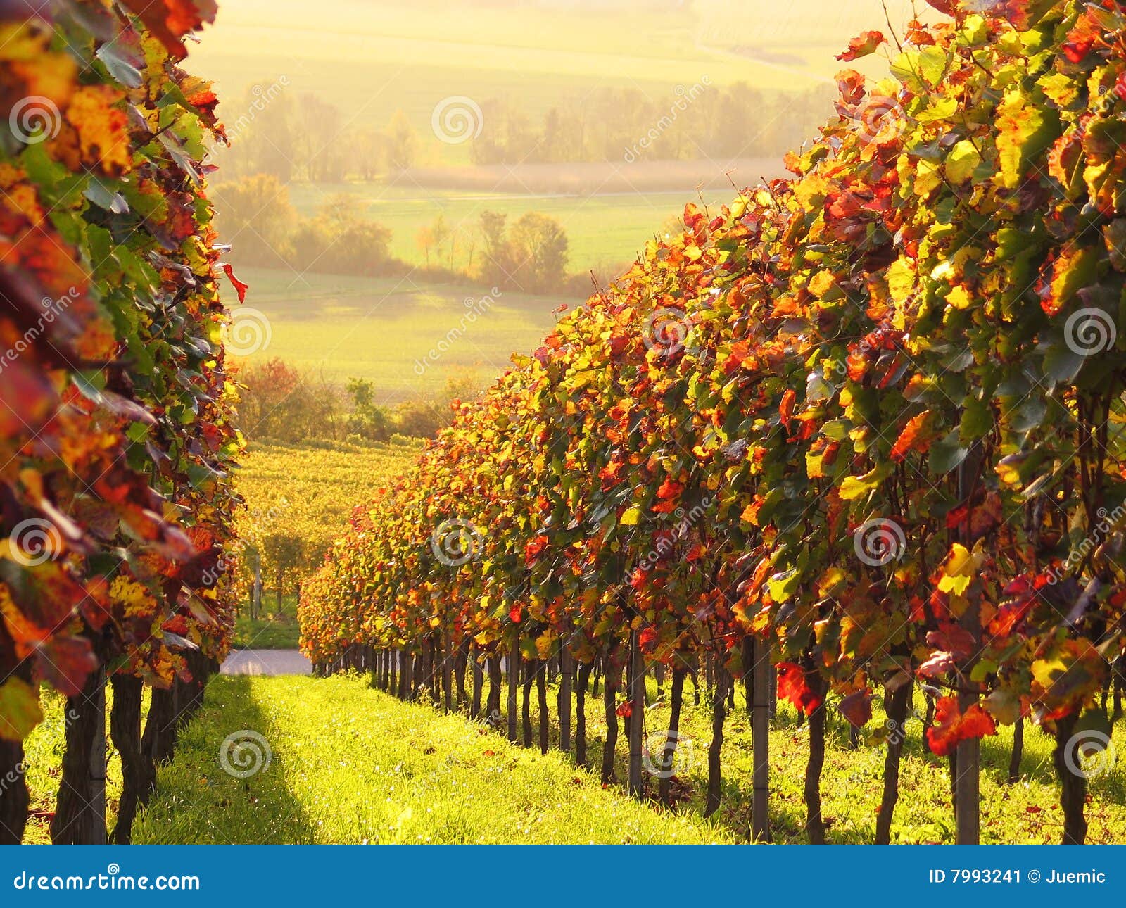 Sunlit colored vineyard stock image. Image of scenic, warm - 7993241
