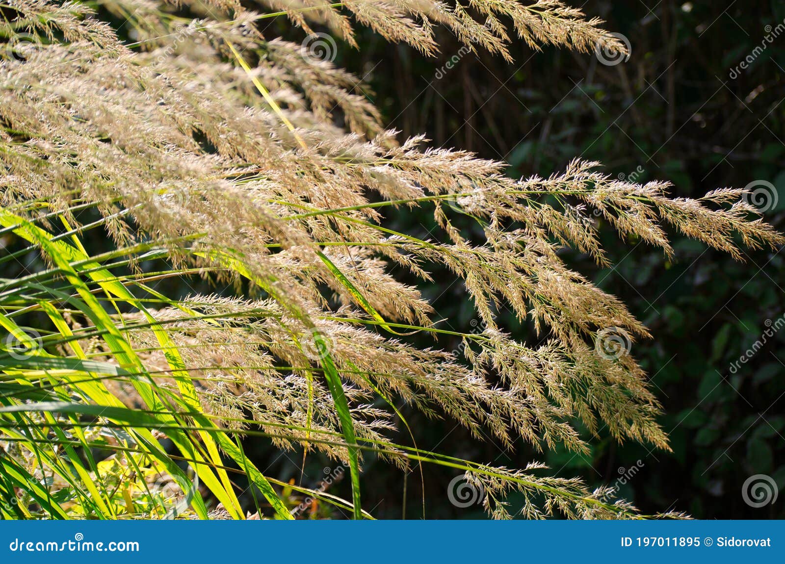 Sunlit Common Reed Background Stock Image - Image of grassland, field ...