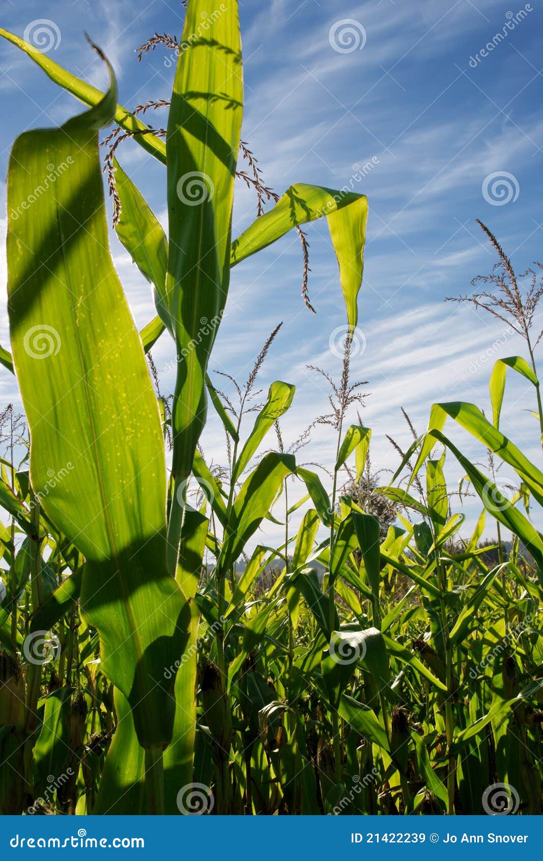 Sunlit corn field stock image. Image of stalk, fall, bright - 21422239