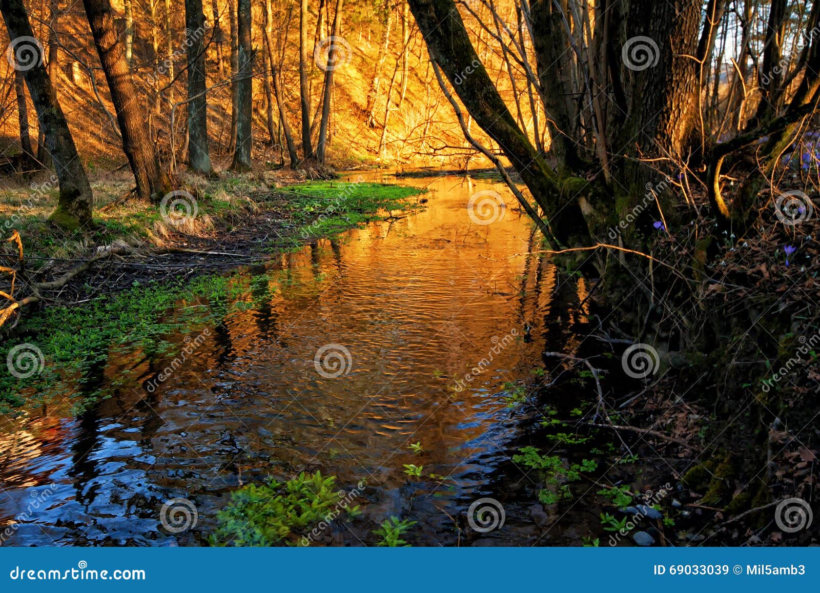 Sunlit creek at dusk stock image. Image of flowers, creek - 69033039