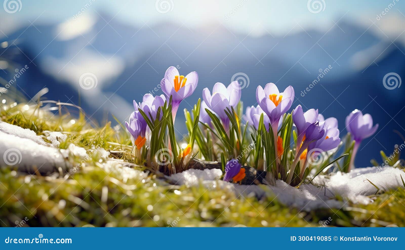 Sunlit Crocuses Breaking through Snow Against a Backdrop of Majestic ...