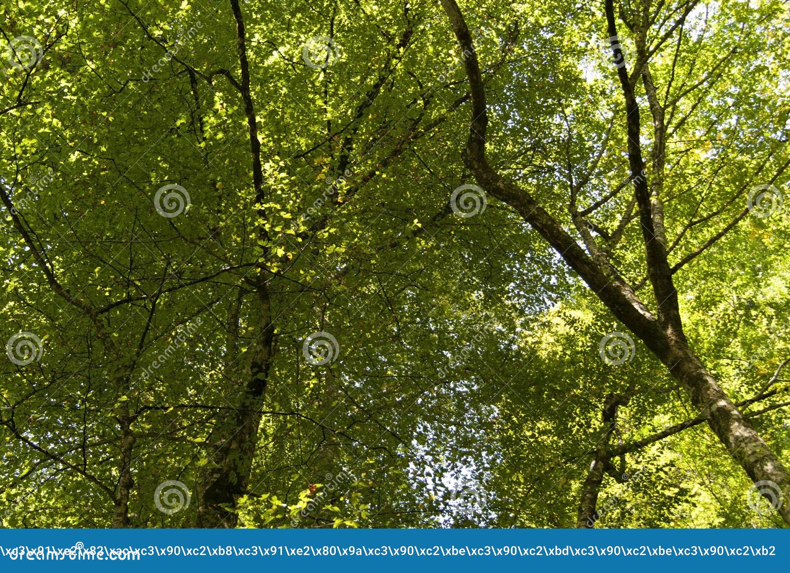 Tree crowns stock image. Image of national, forest, branches - 101184019