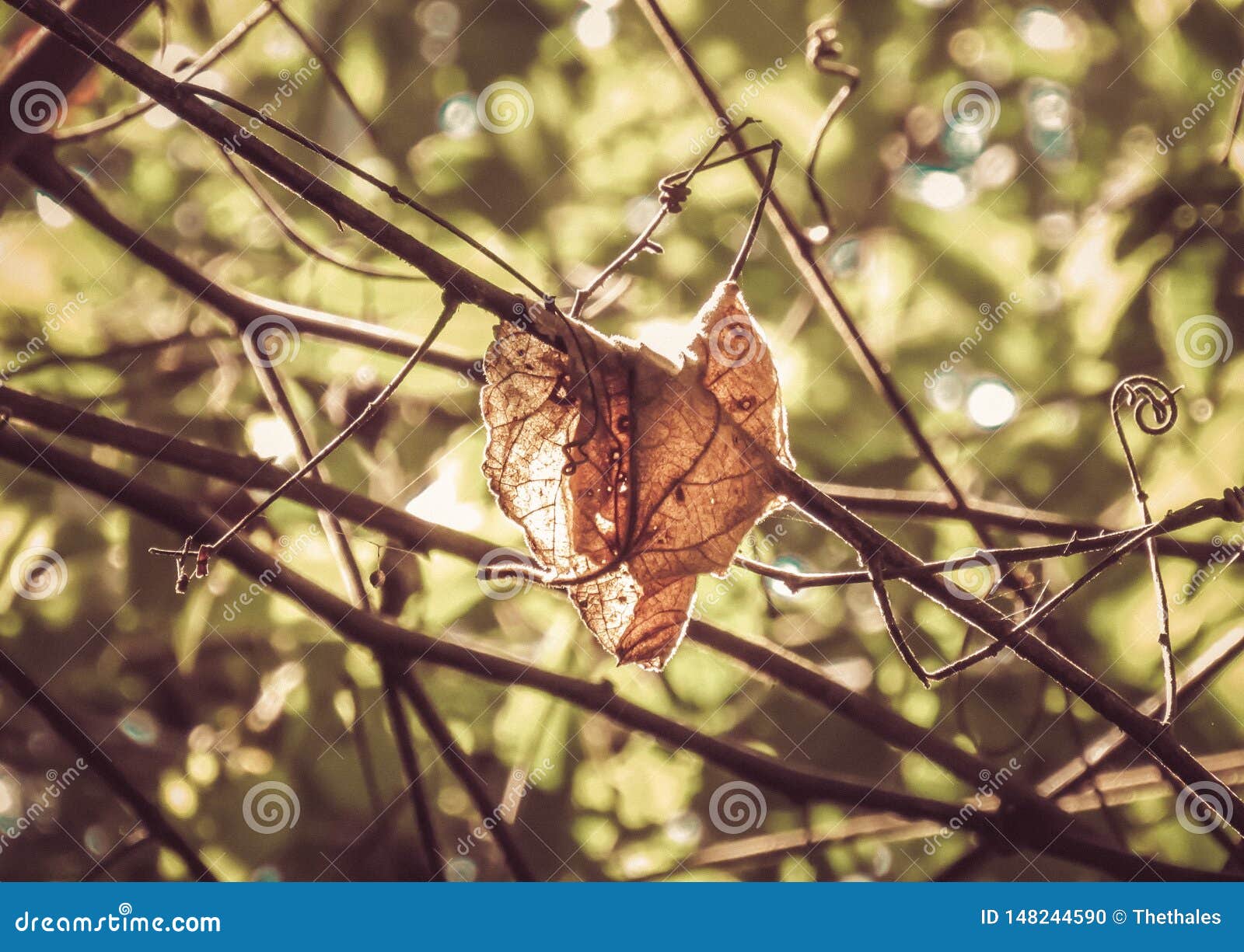 Sunlit Decaying Leaf among Some Twigs Stock Photo - Image of butterfly ...