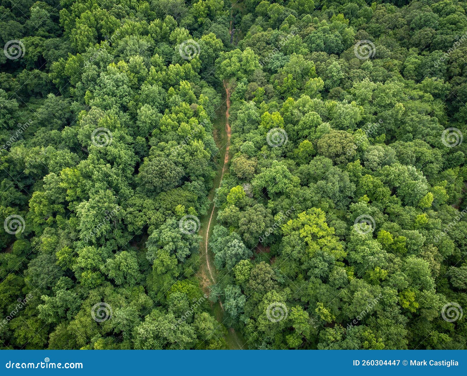 Sunlit Dirt Path Winds through Deep Green Forest in Early Summer Stock ...