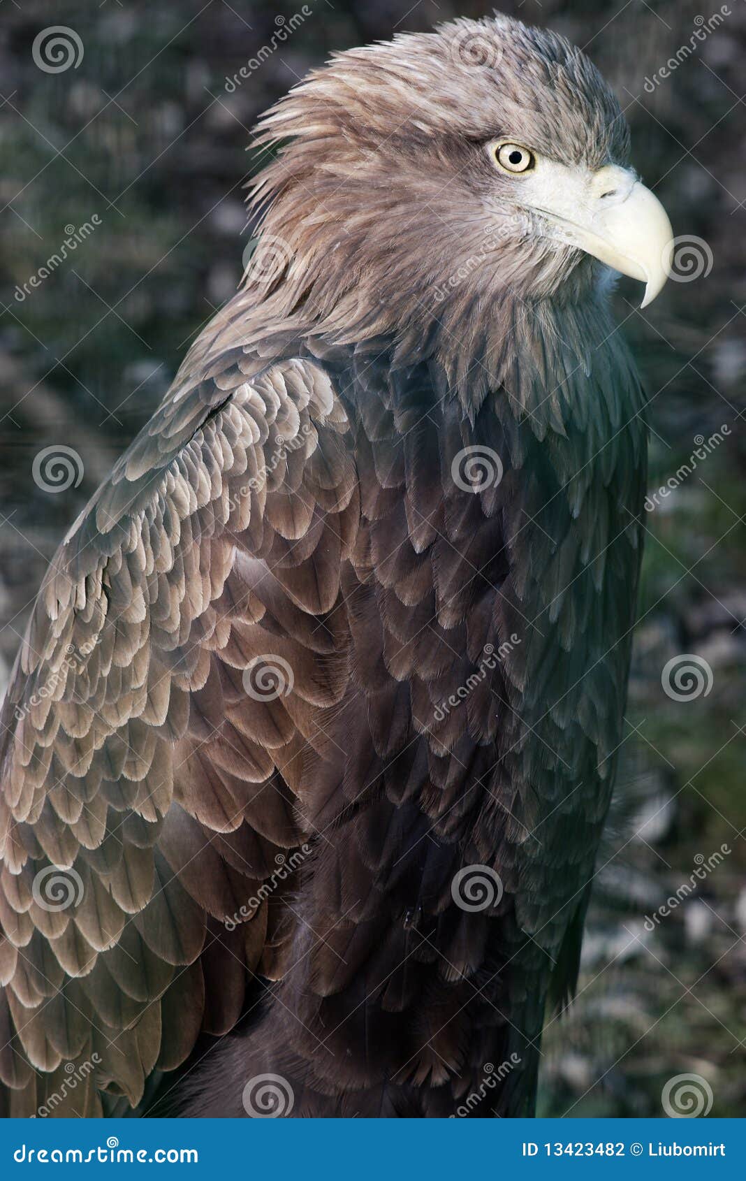 Sunlit eagle stock photo. Image of predatory, hunting - 13423482