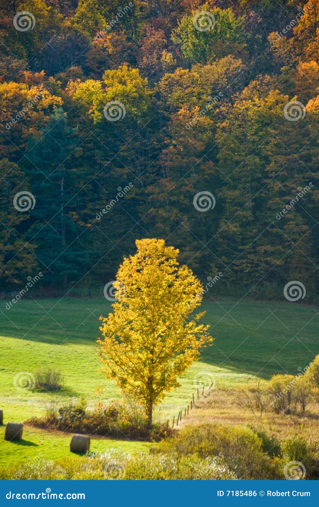 Sunlit field in autumn stock photo. Image of bright, landscape - 7185486