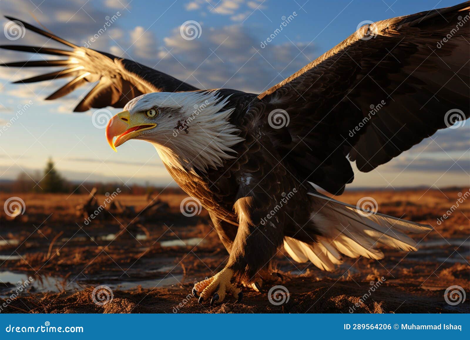 Sunlit Field Frames a Close Up of a Powerful and Regal Eagle Stock ...