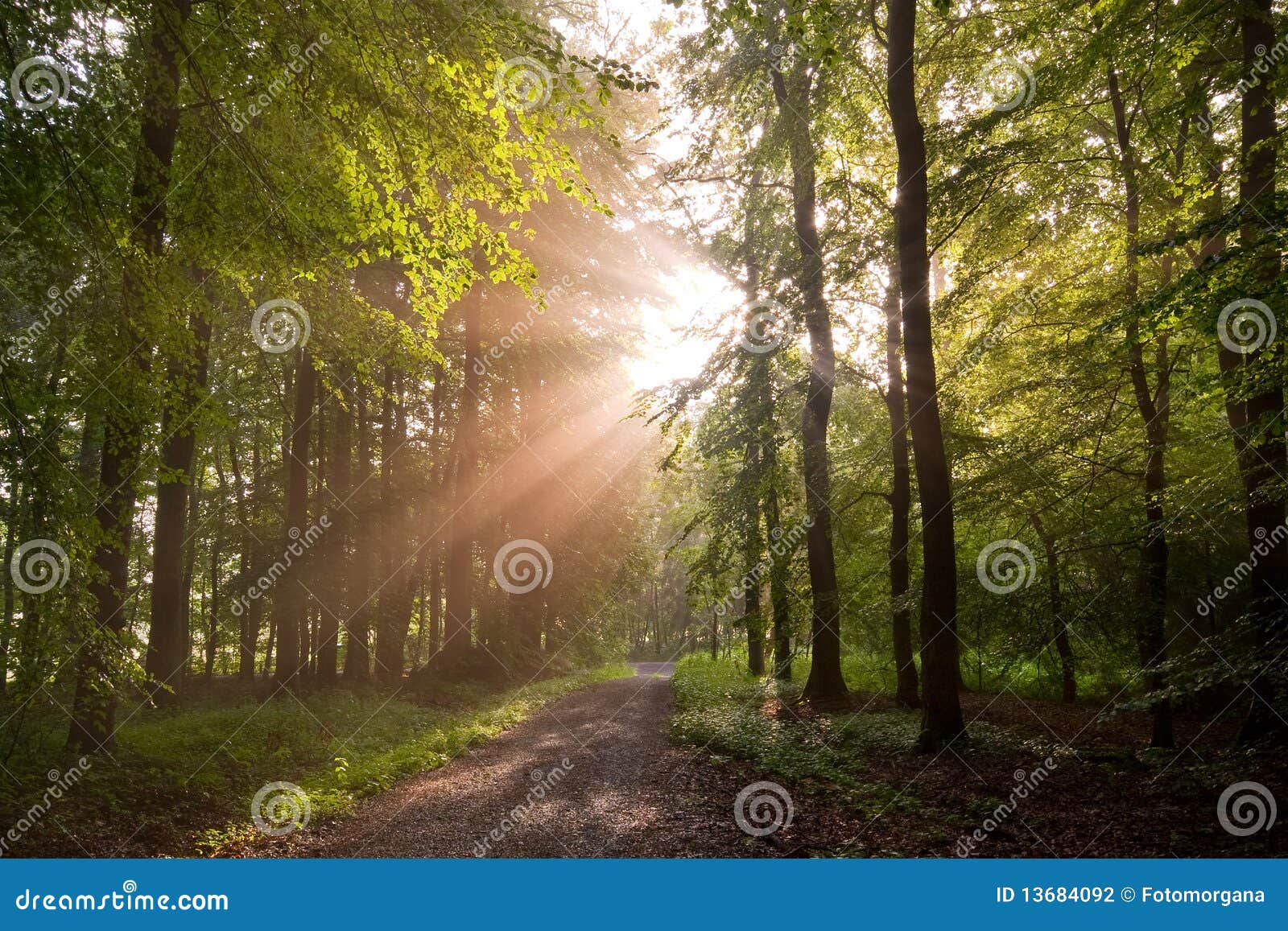 Sunlit forest stock photo. Image of spring, sunrays, fresh - 13684092