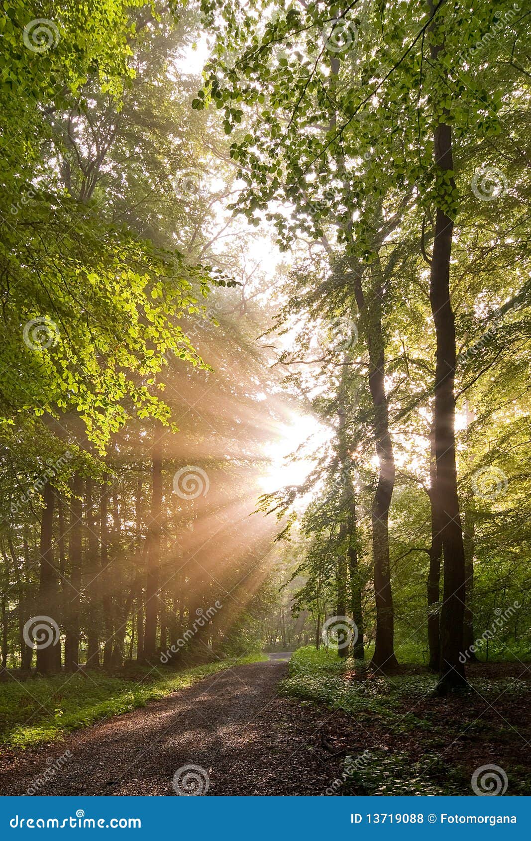 Sunlit forest stock photo. Image of natural, walk, light - 13719088