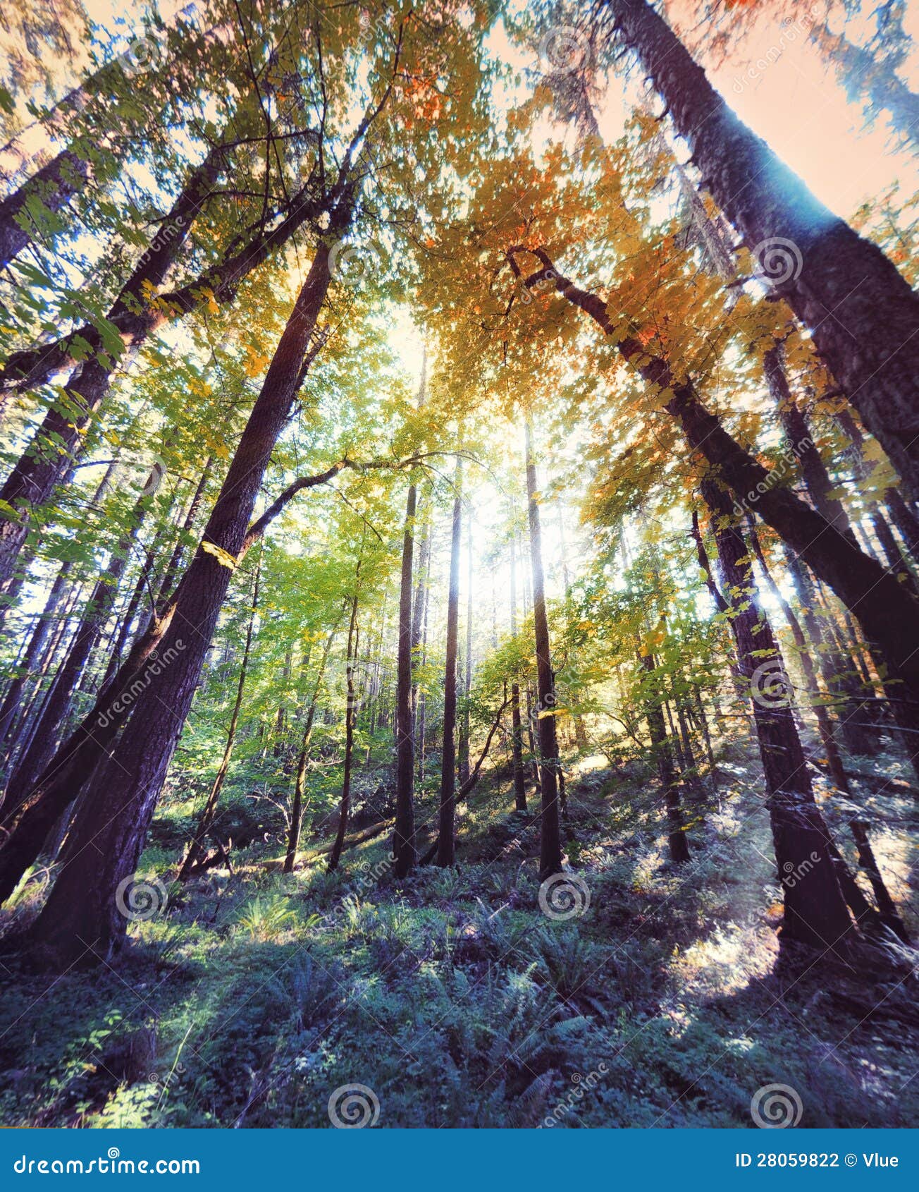 Sunlit forest stock photo. Image of path, plants, bright - 28059822
