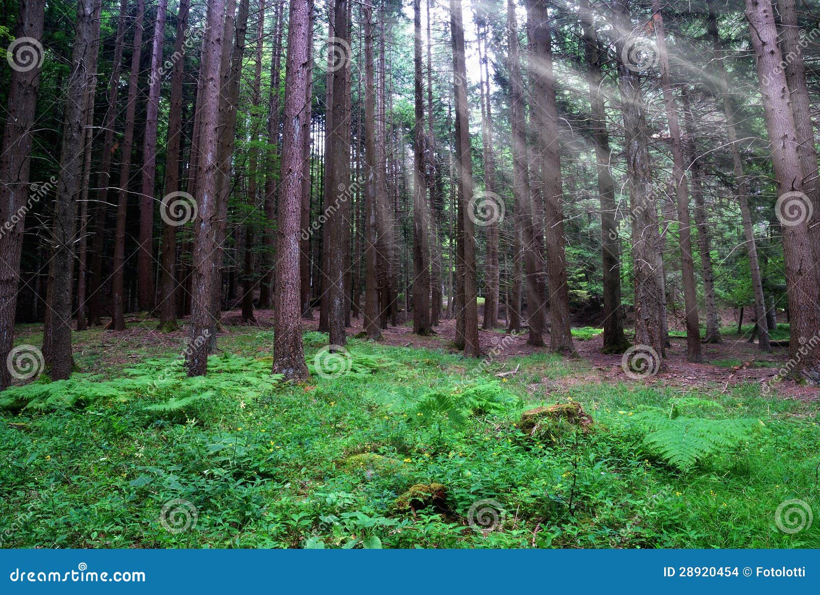 Sunlit forest stock photo. Image of wood, sunbeam, leaf - 28920454