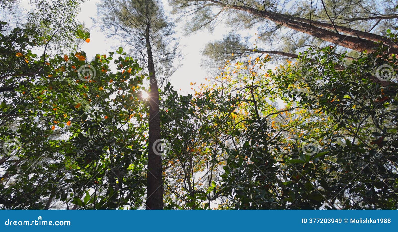 The Canopy Of Tall Trees Framing A Clear Blue Sky, With The Sun Shining ...