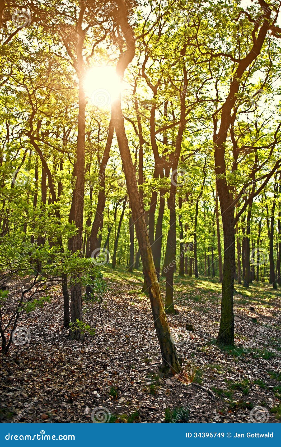 Sunlit forest stock image. Image of plant, radiance, beam - 34396749