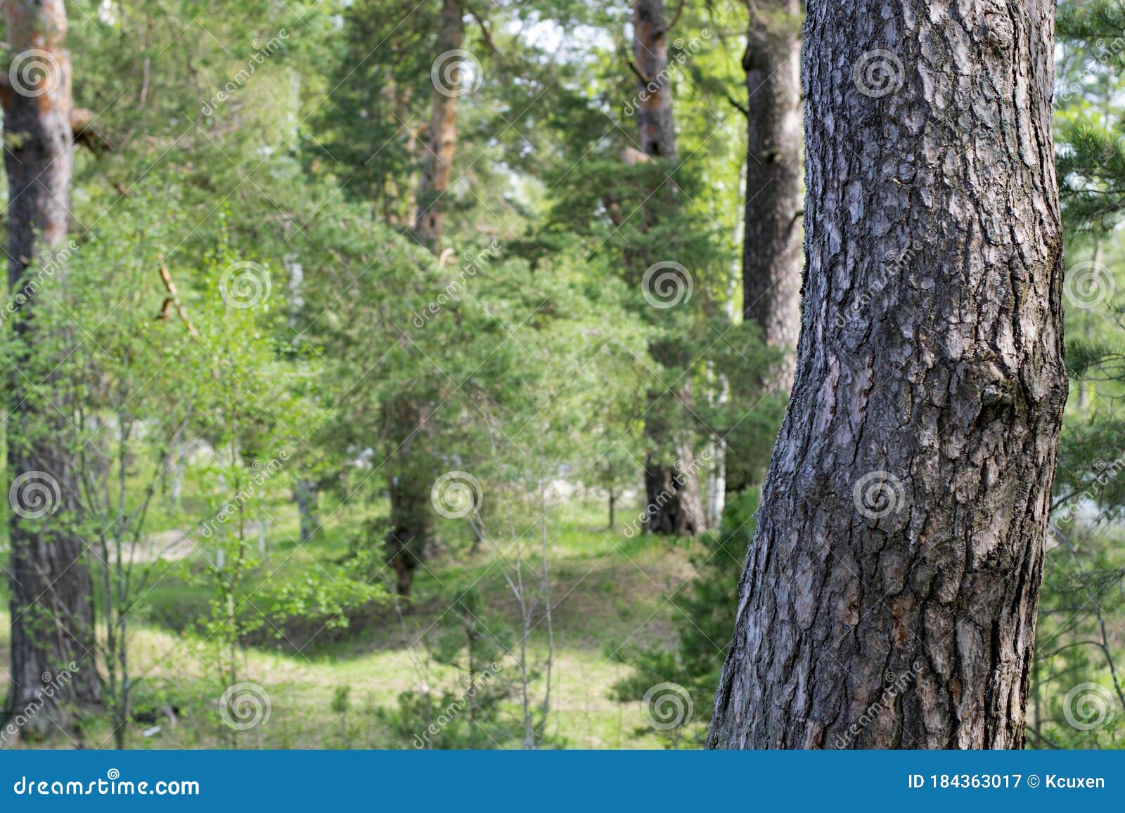 Sunlit forest stock image. Image of ecology, mingled - 184363017