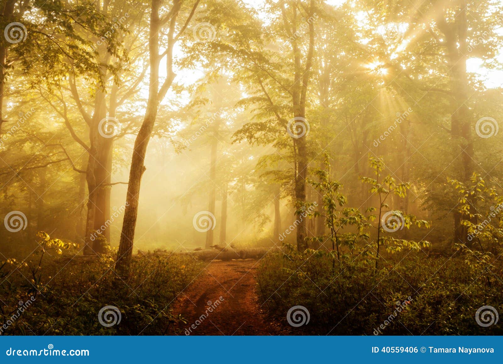 Sunlit Forest in the Morning Stock Photo - Image of spring, sunlight ...
