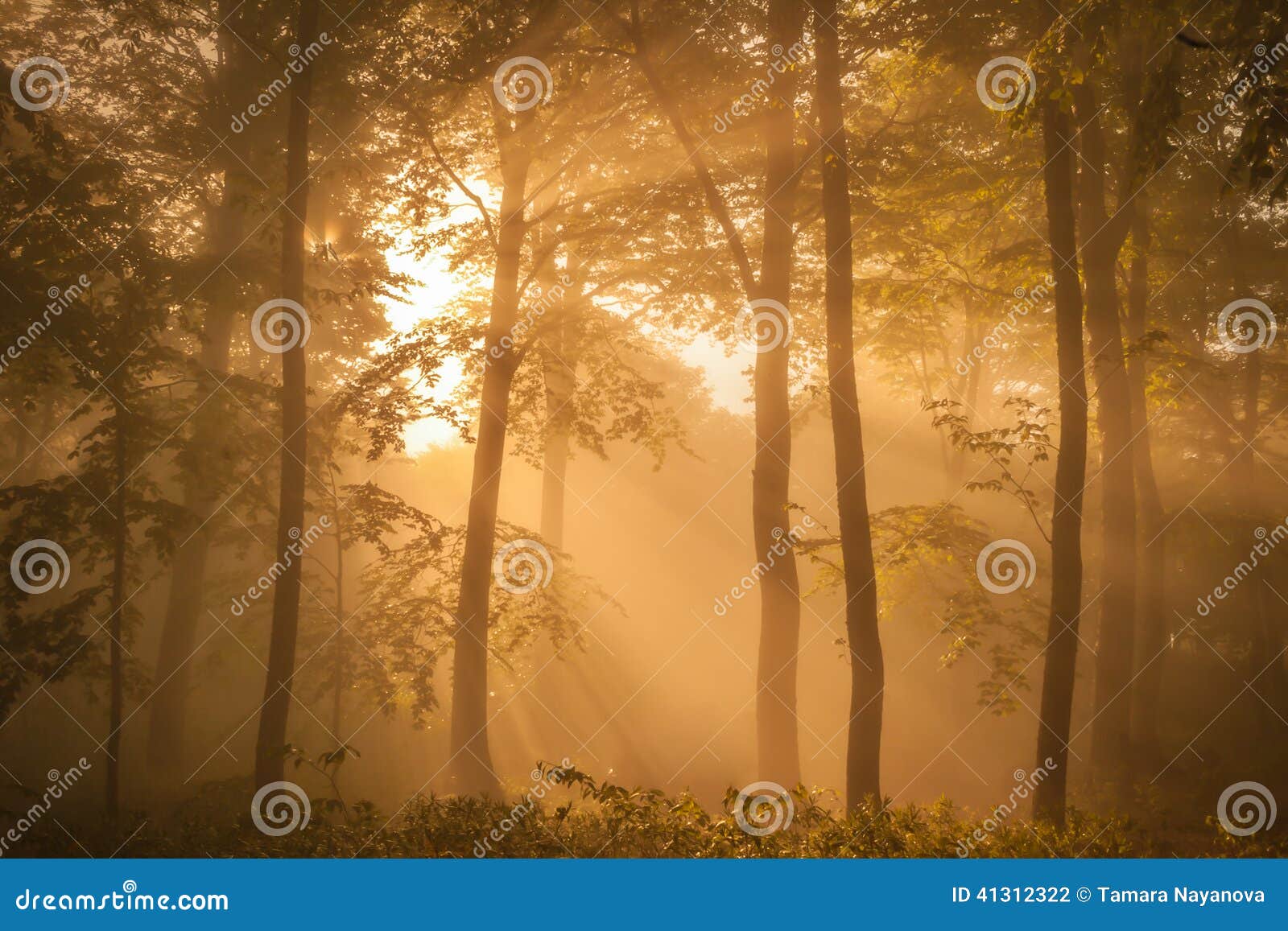 Sunlit Forest in the Morning Stock Photo - Image of landscape, scenery ...