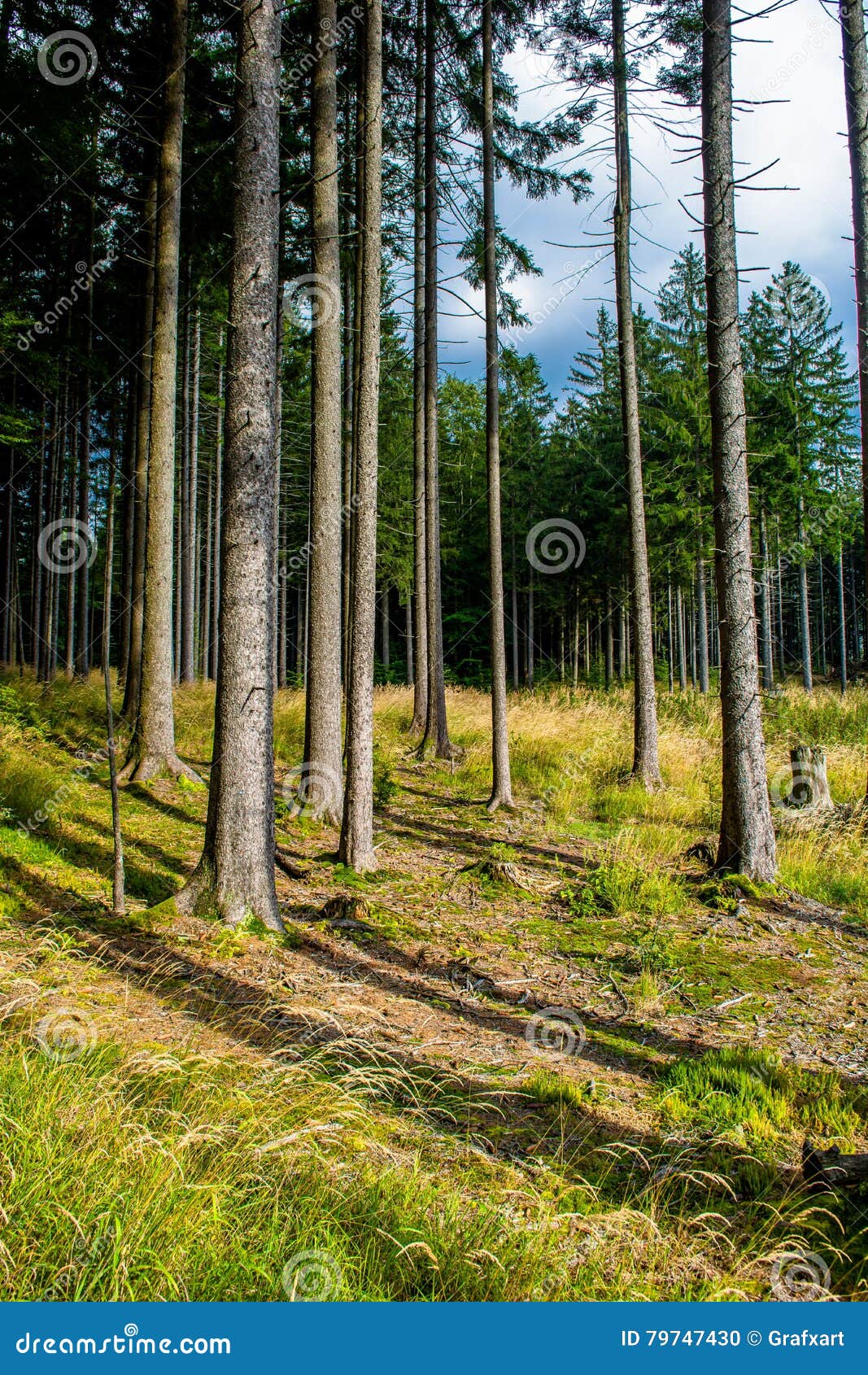 Sunlit Forest on Mountain in Austria Stock Photo - Image of ecology ...