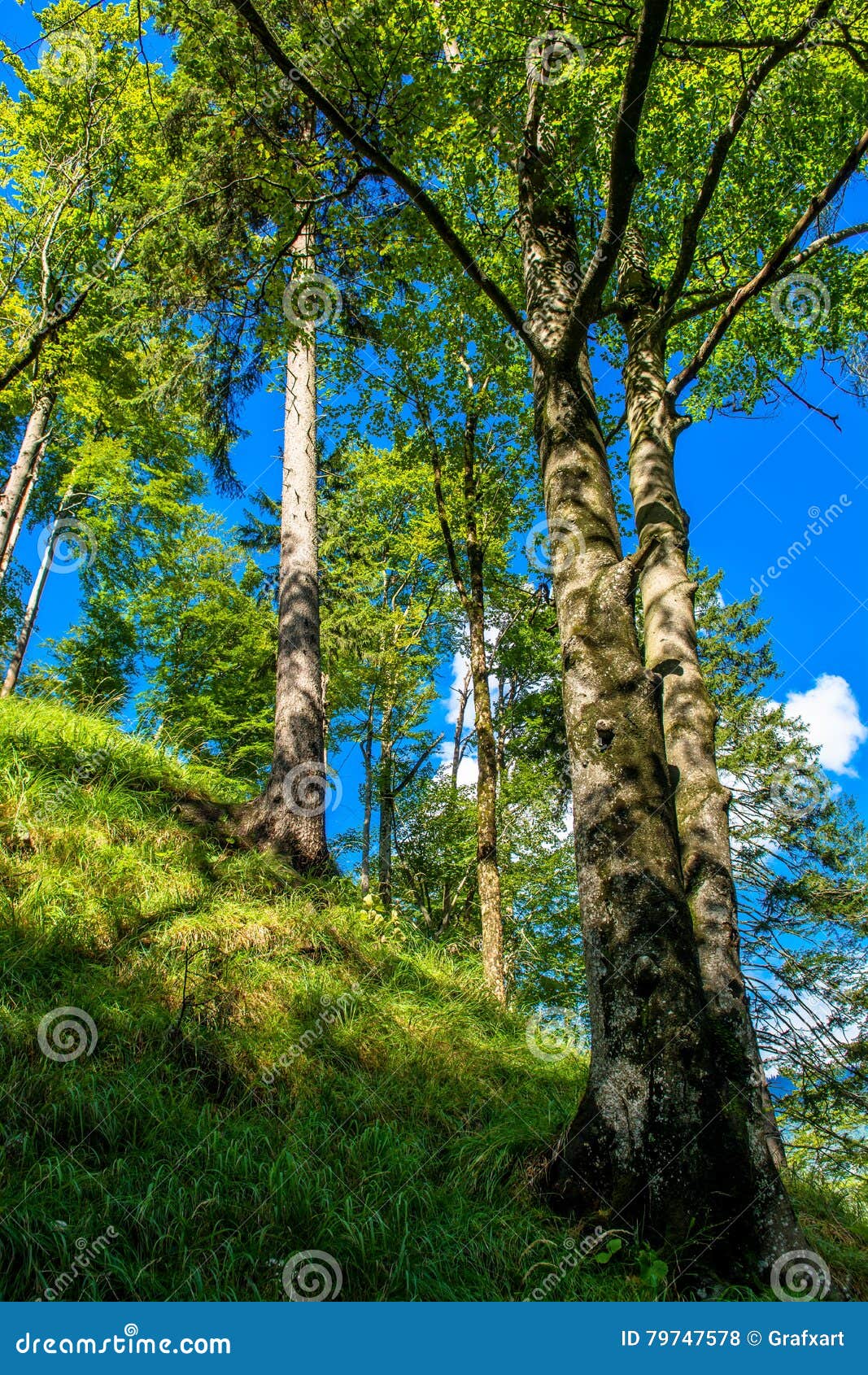 Sunlit Forest on Mountain in Austria Stock Photo - Image of hill ...