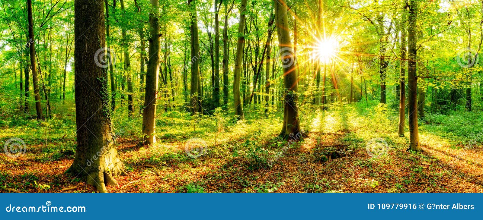 Sunlit Forest - campestre.al.gov.br