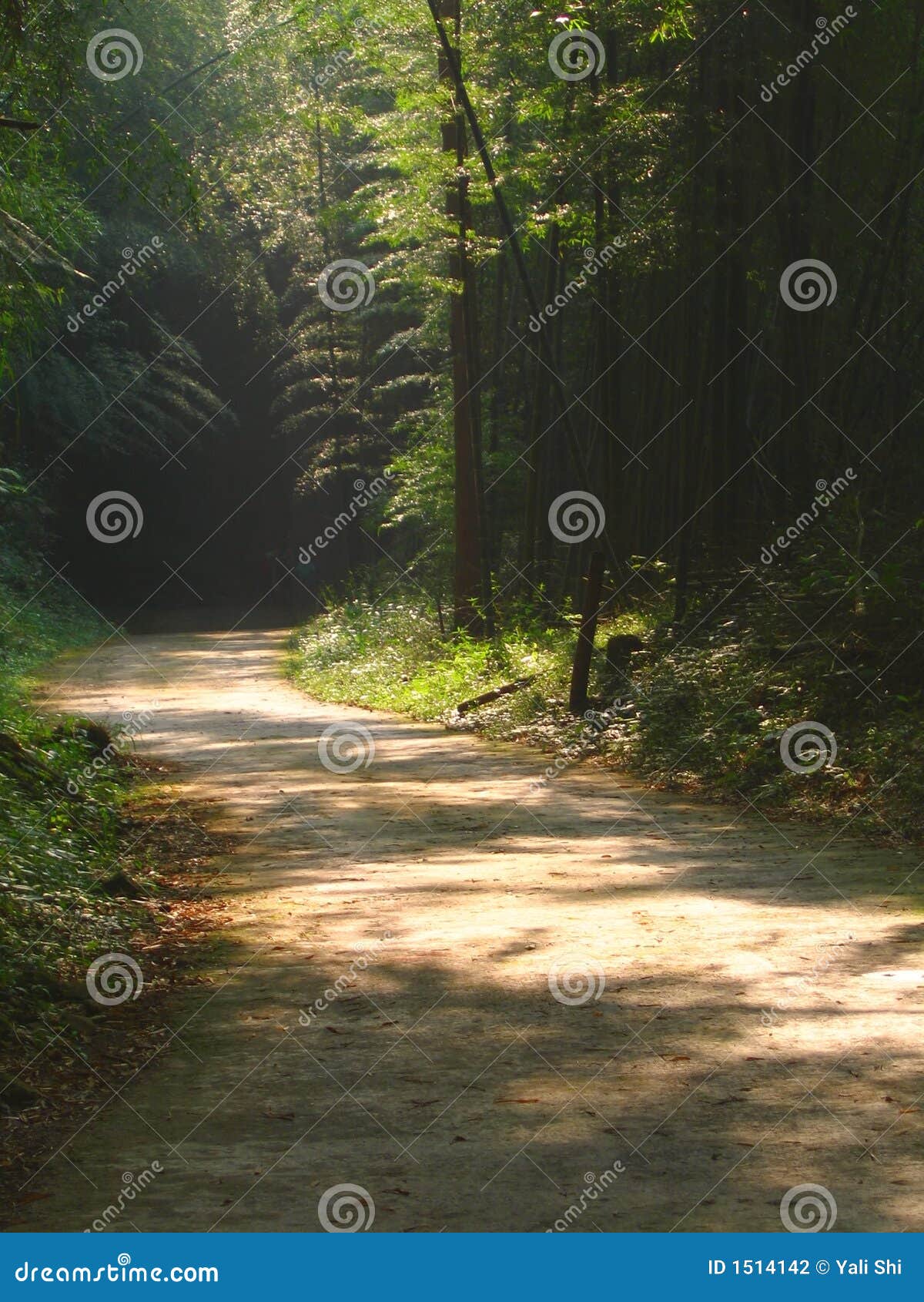 Sunlit Forest Path stock photo. Image of sunlight, bamboo - 1514142