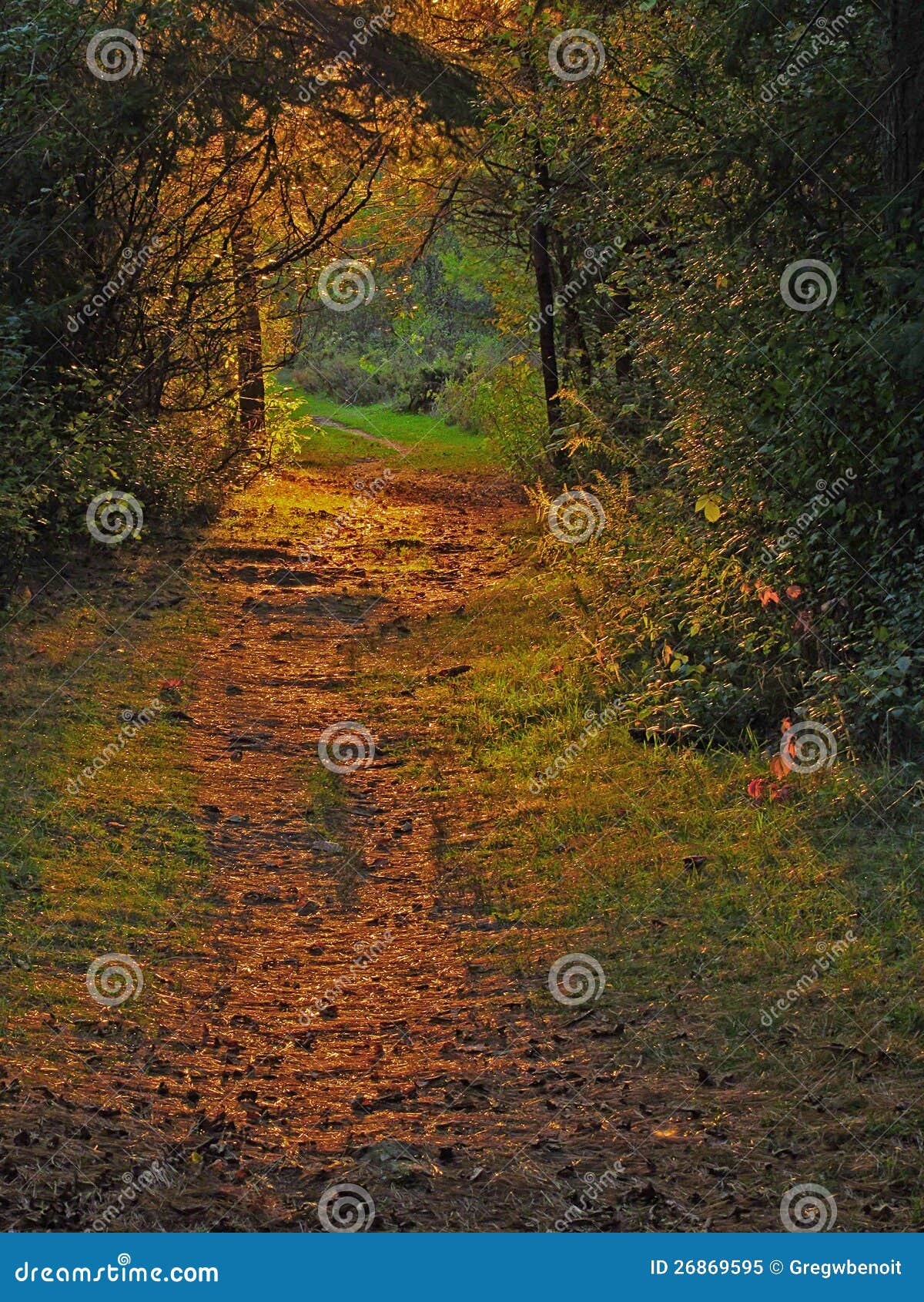 Sunlit Forest Path stock image. Image of beauty, forest - 26869595