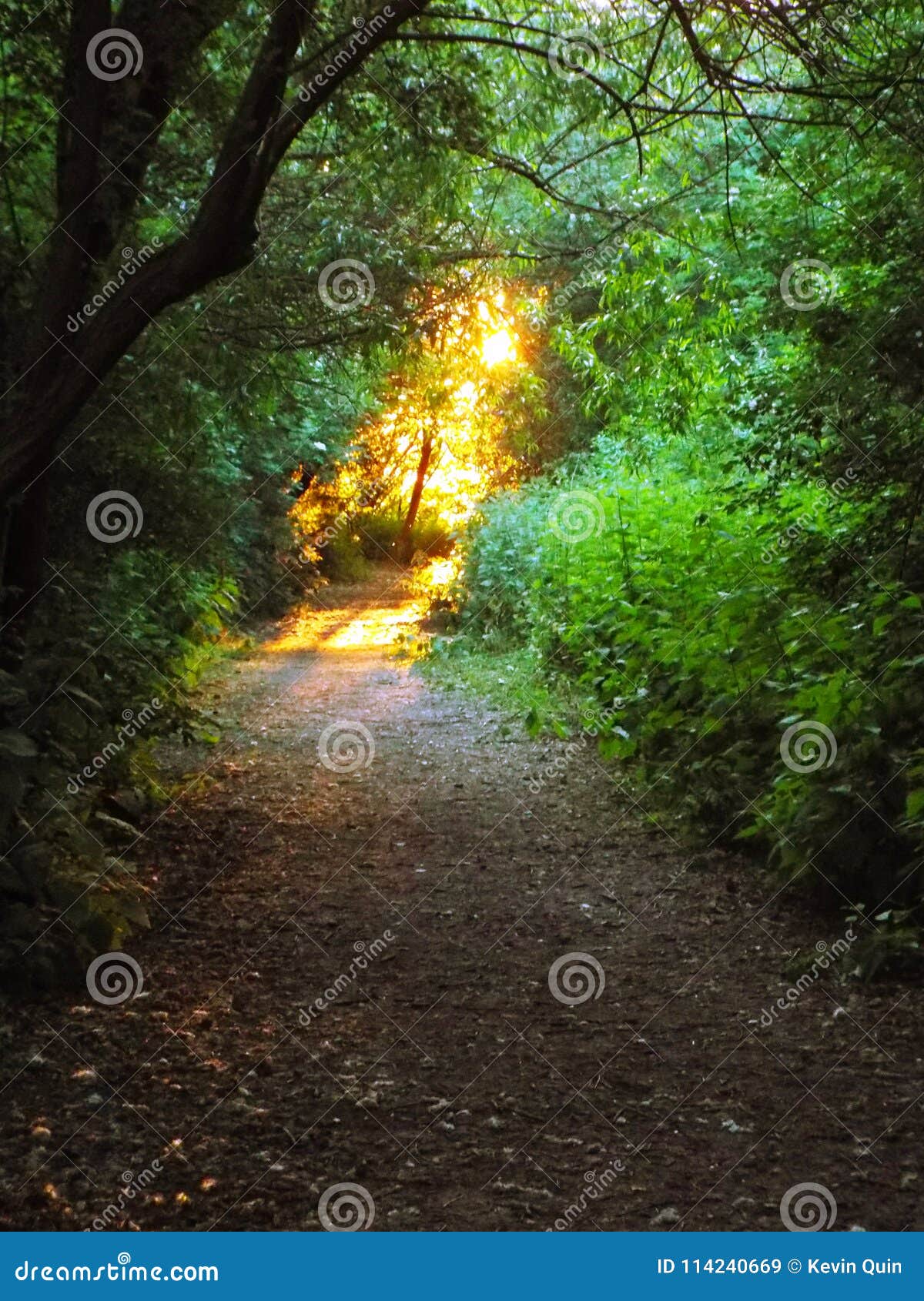 Sunlit Forest Path stock image. Image of canopy, sunlit - 114240669