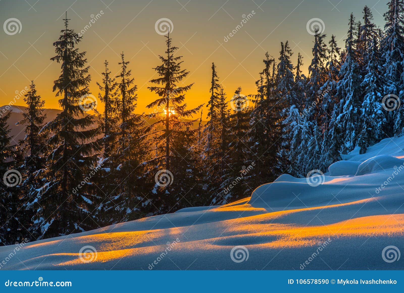 Sunlit forest and snow stock photo. Image of mountains - 106578590