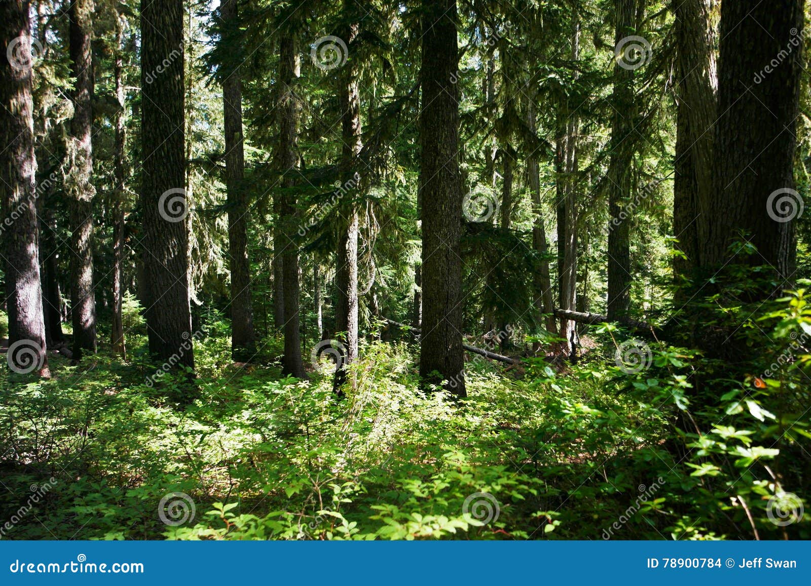 Sunlit forest stock photo. Image of outdoors, nature - 78900784