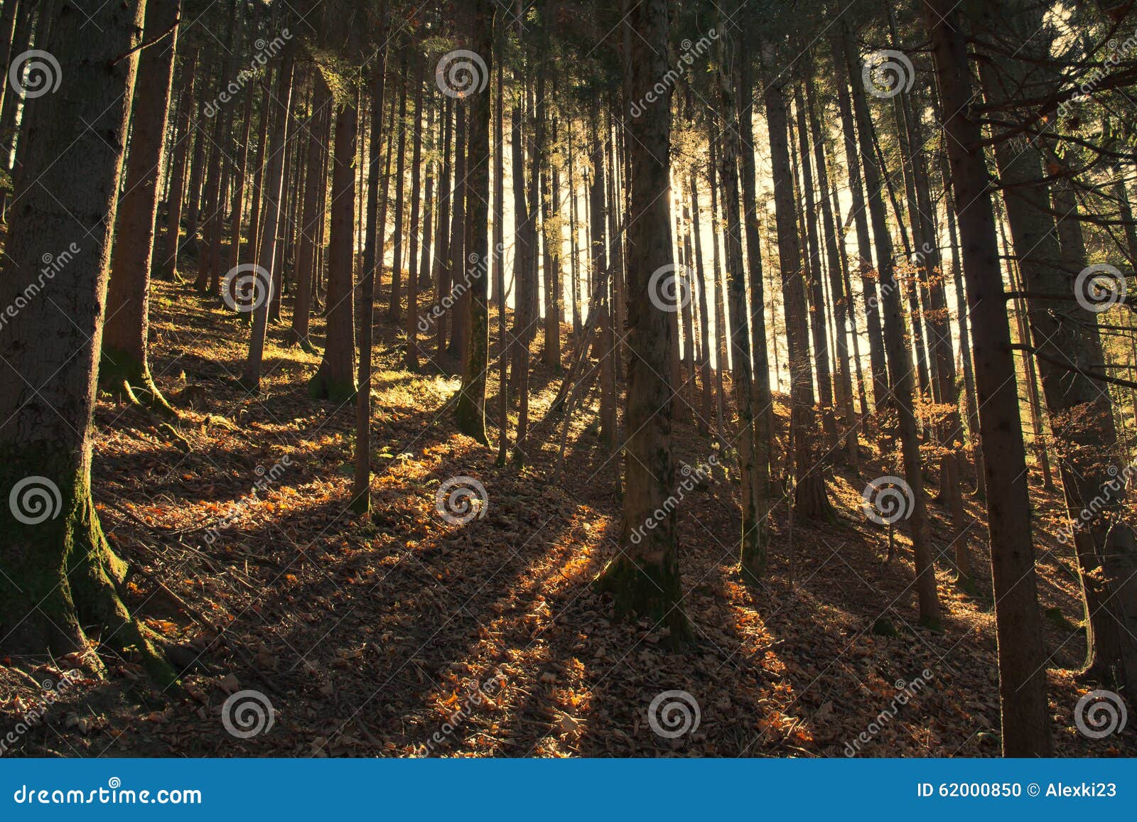 Sunlit forest stock photo. Image of contre, jour, shadows - 62000850
