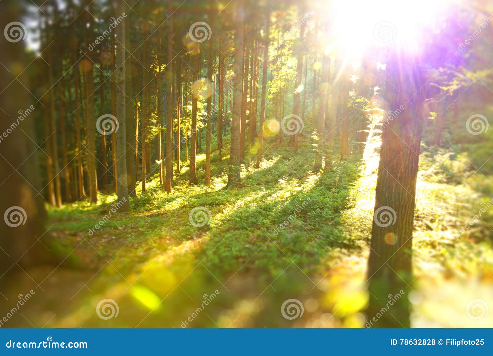 Sunlit forest stock photo. Image of sunny, thicket, tree - 78632828