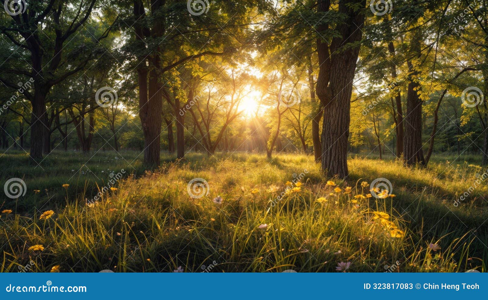 Sunlit Forest with Tall Trees and Wildflowers at Sunrise Stock Image ...