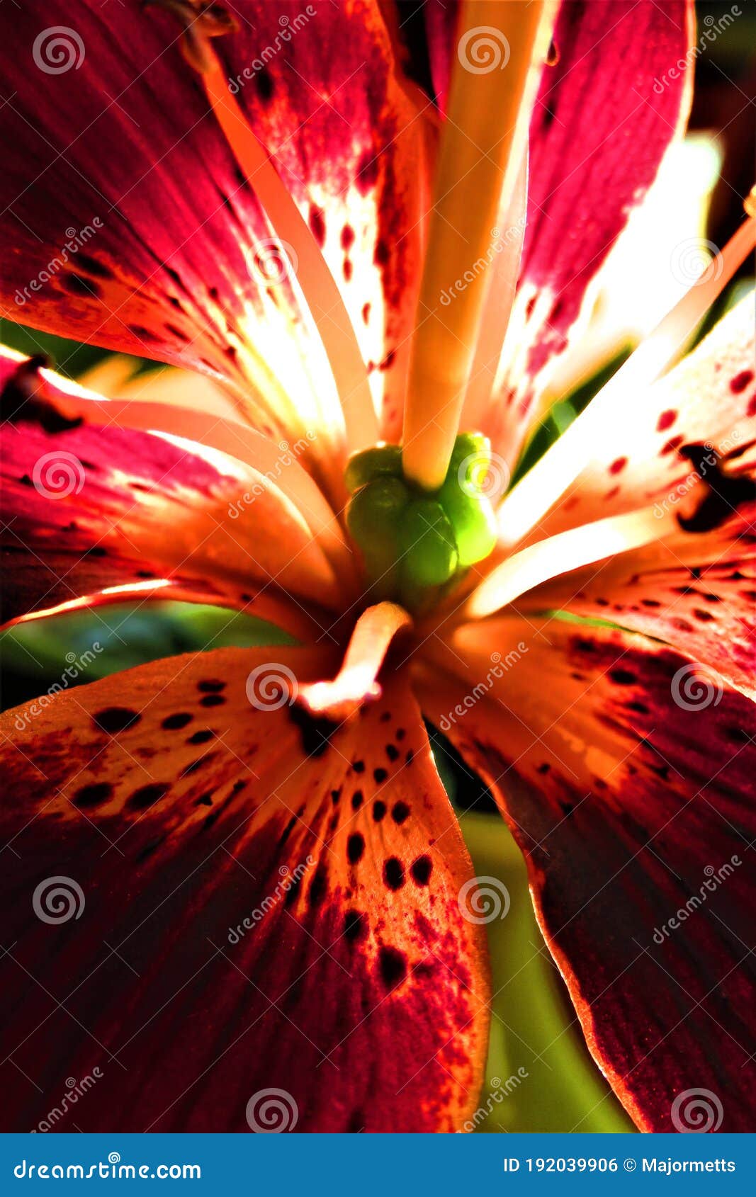 Sunlit Forever Susan lily stock photo. Image of light - 192039906