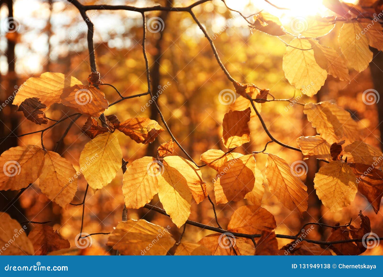 Sunlit Golden Leaves in Autumn Forest Stock Photo - Image of foliage ... Sunlit Golden Leaves in Autumn Forest Stock Photo - Image of foliage ...