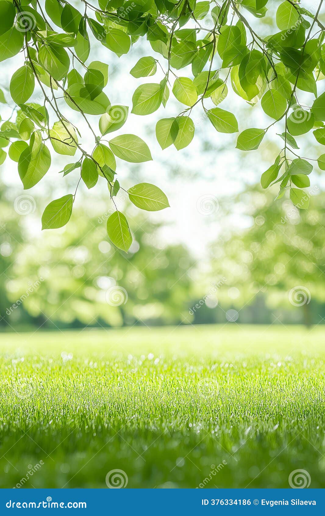 Sunlit Green Leaves Casting Shadow On White Wall Background Royalty-Free Stock Photo ...