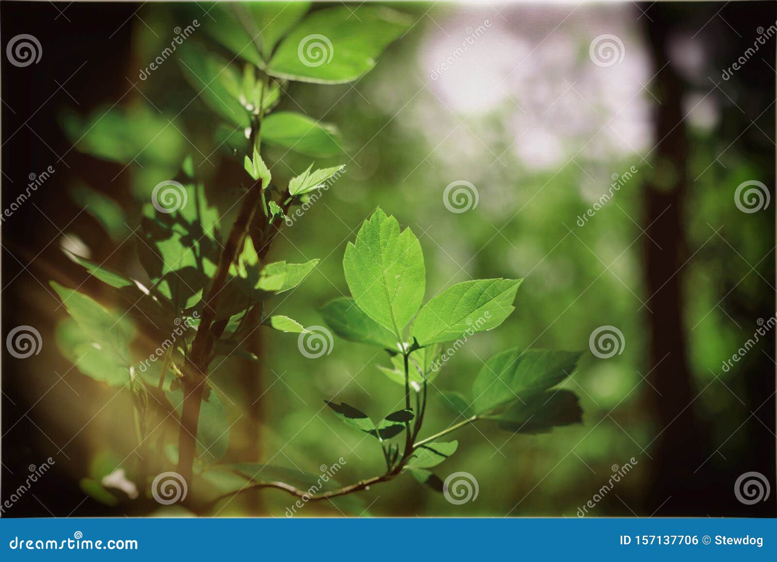 Sunlit Green Leaves / Plants Stock Photo - Image of beautiful, sunlit ...