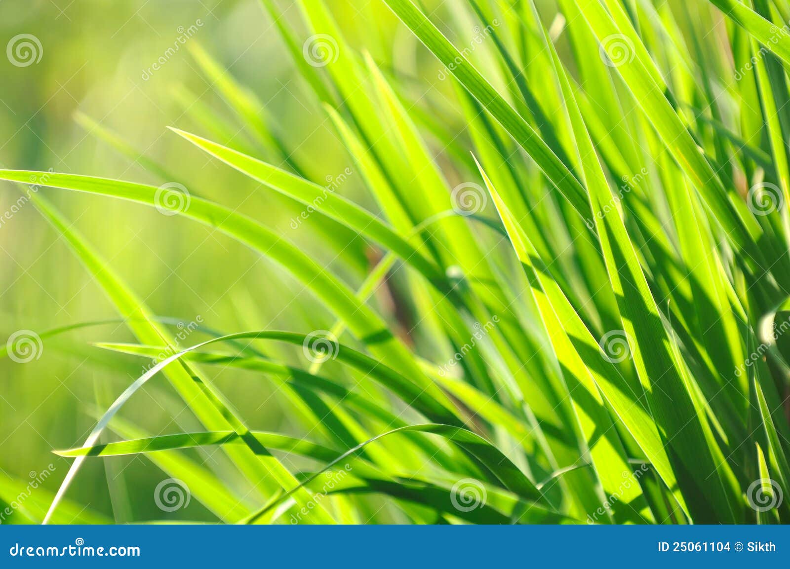 Sunlit Green Summer Grass stock photo. Image of farming - 25061104
