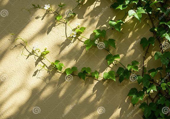 Sunlit Ivy Vine on Textured Wall with Subtle Shadow Patterns Stock ...