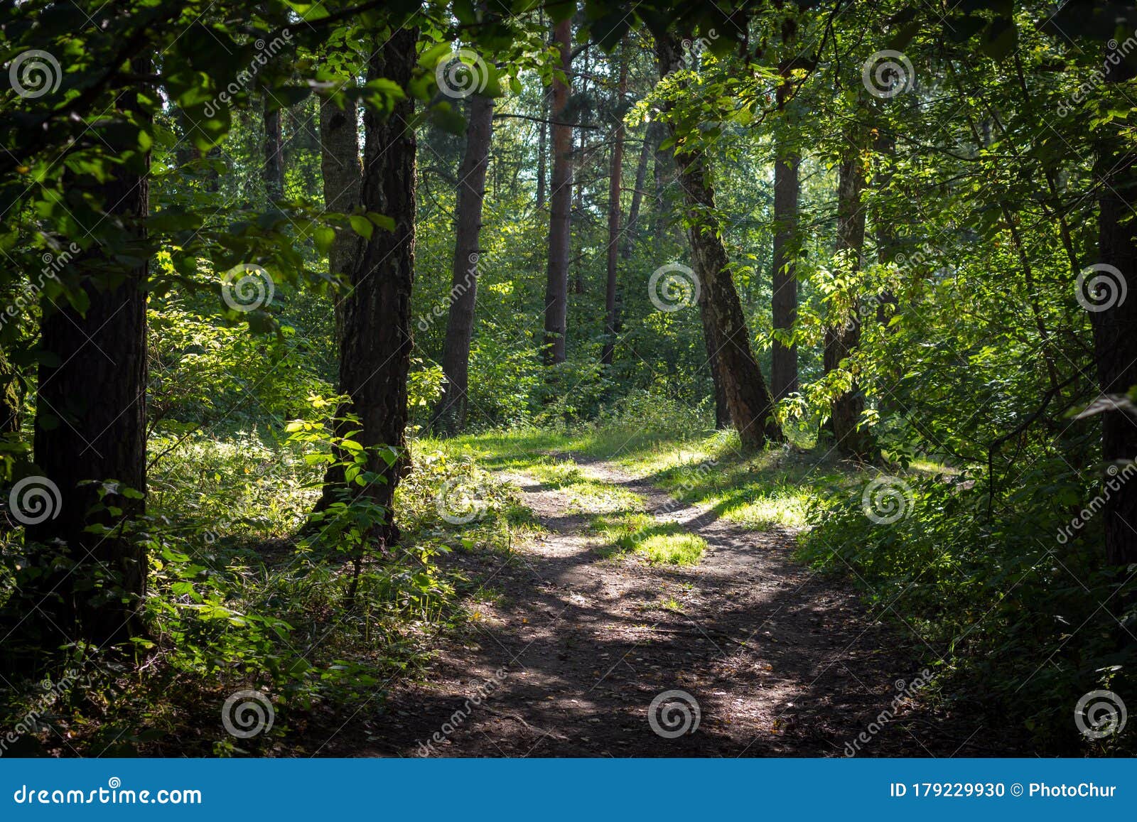 Sunlit Lawn and Path in a Green Forest Stock Photo - Image of hiking ...