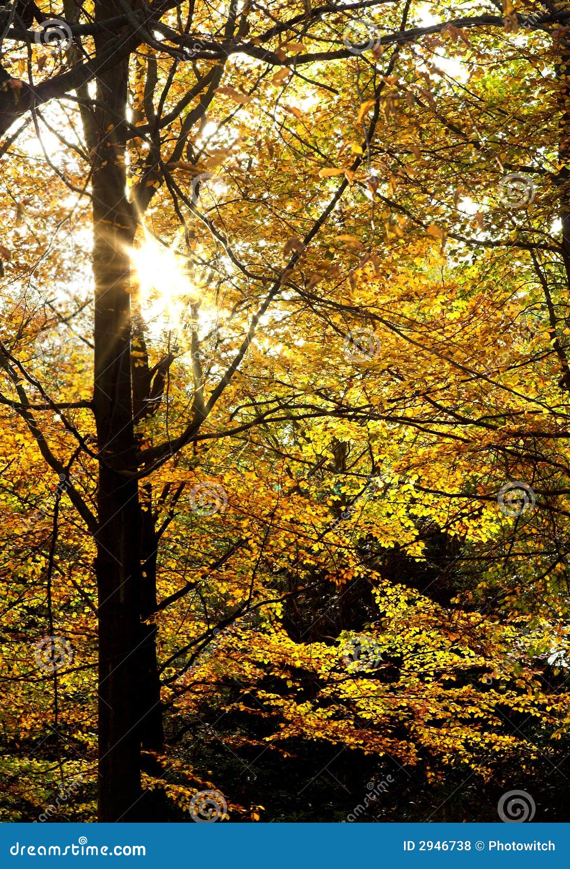 Sunlit leaves stock photo. Image of autumn, orange, gold - 2946738