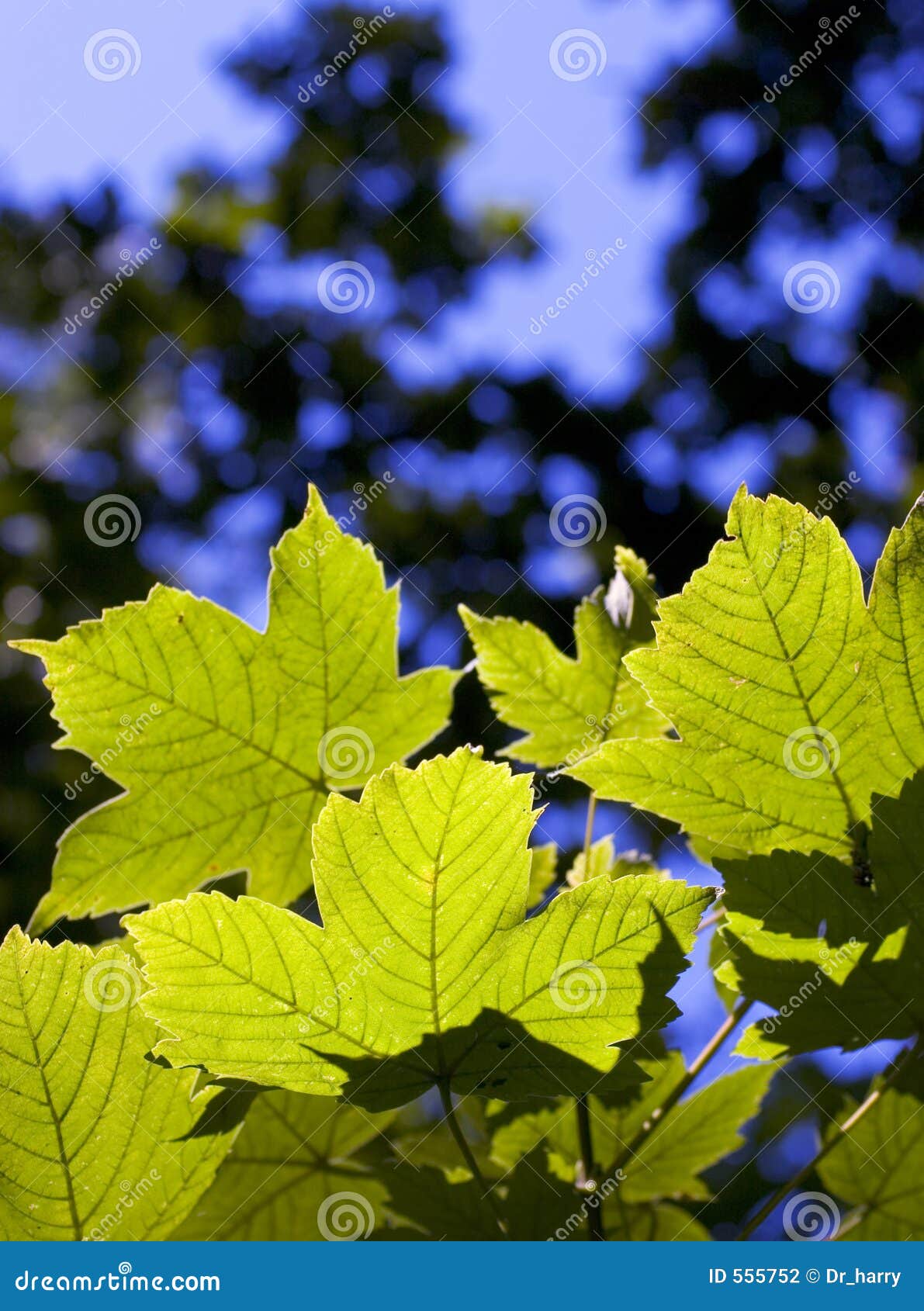 Sunlit leaves stock photo. Image of spring, wild, branch - 555752