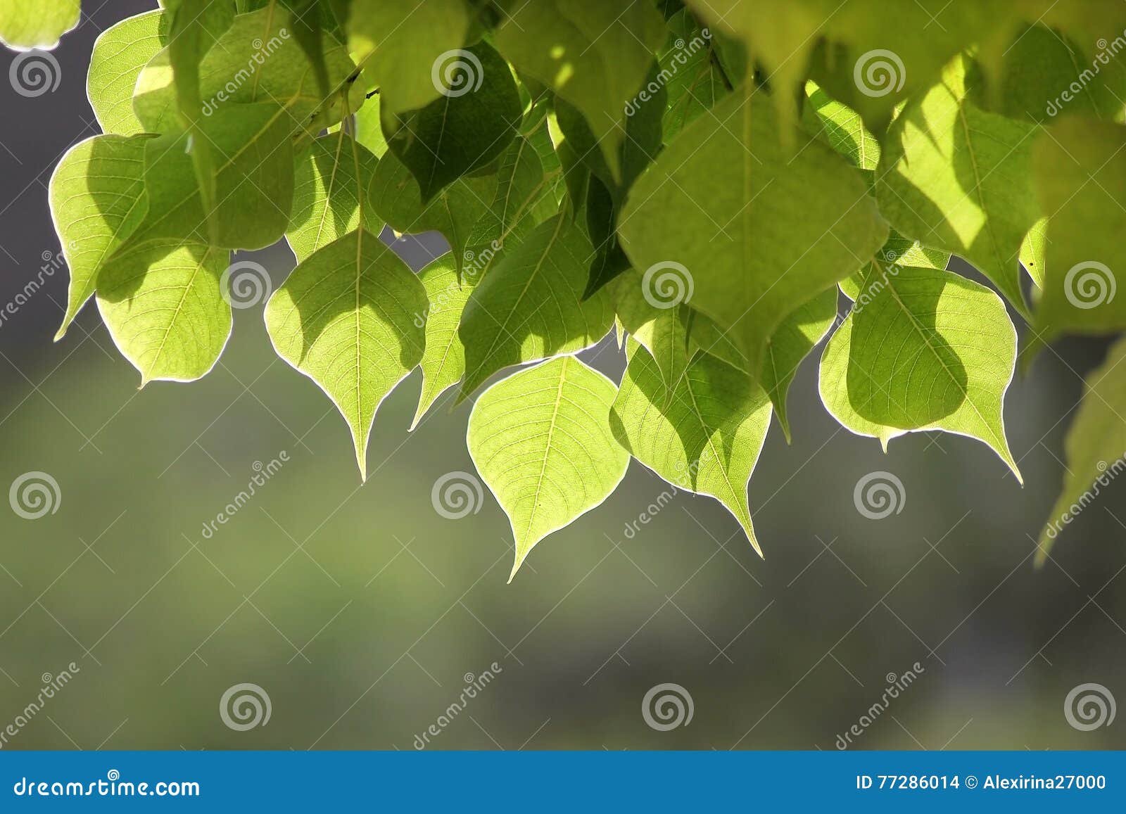 Sunlit Leaves on Blurred Background Stock Photo - Image of yellow ...