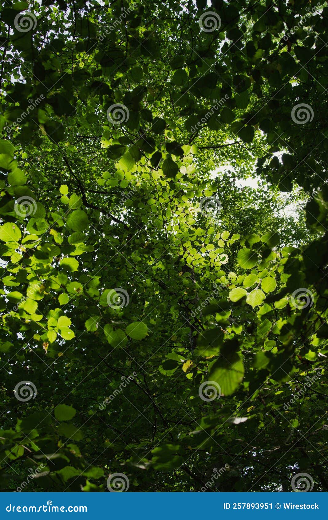 Sunlit leaves in forest stock image. Image of leaf, trees - 257893951