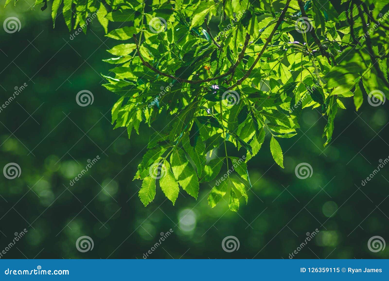 Sunlit Leaves stock image. Image of nature, plant, sunlit - 126359115