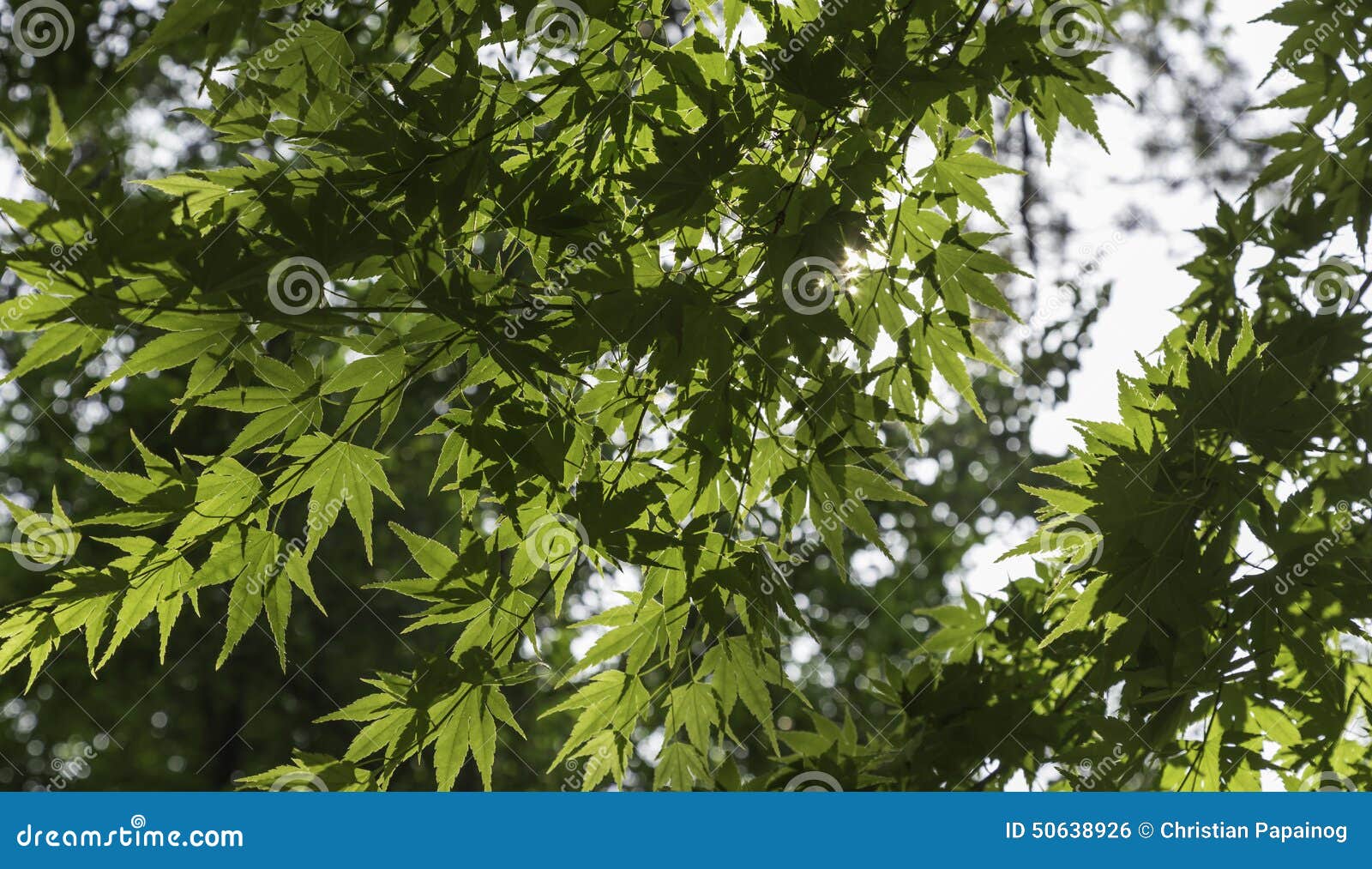 Sunlit Leaves stock photo. Image of spring, scenery, garden - 50638926
