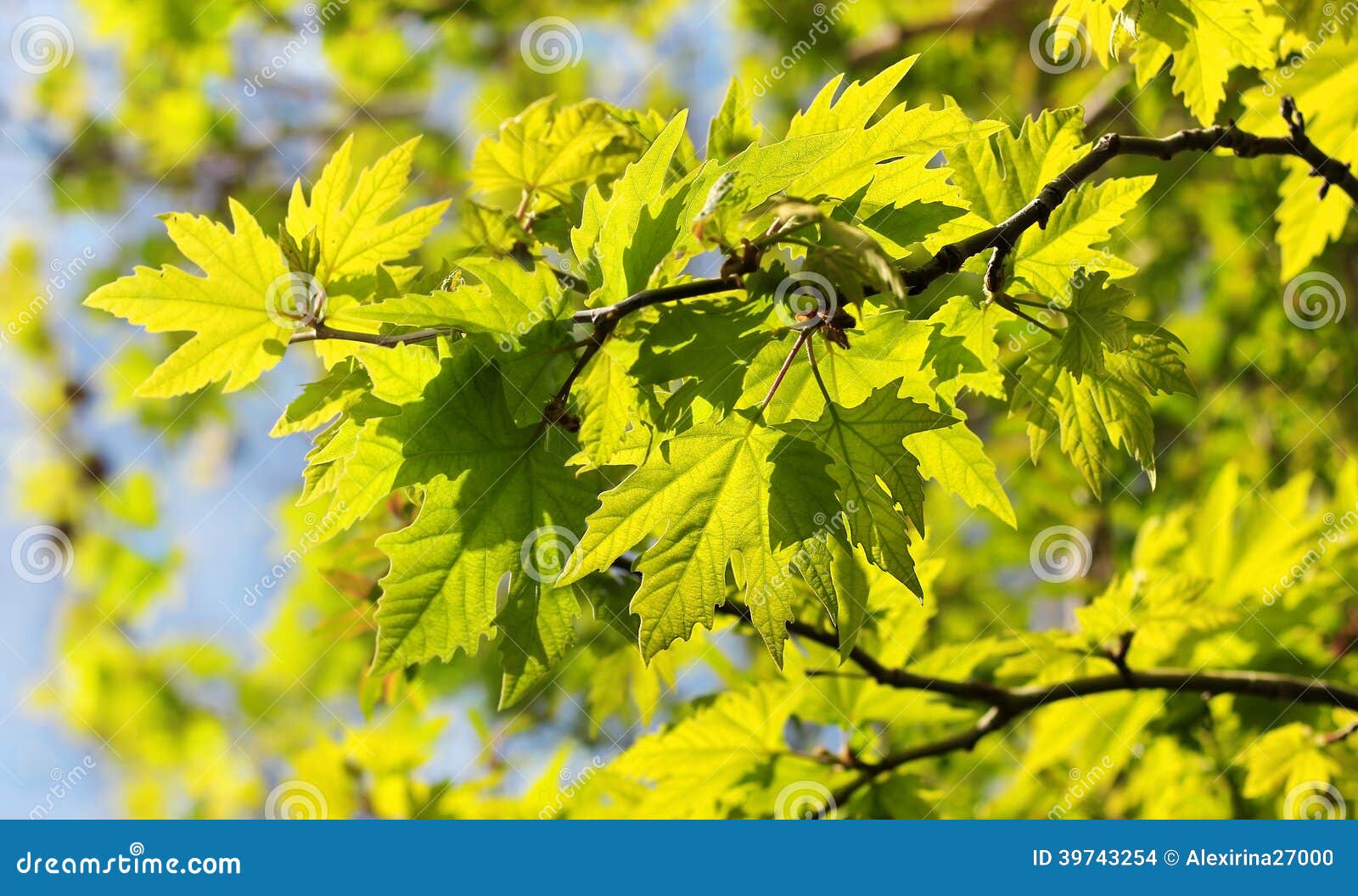 5,024 Leaves Sycamore Stock Photos - Free & Royalty-Free Stock Photos ...