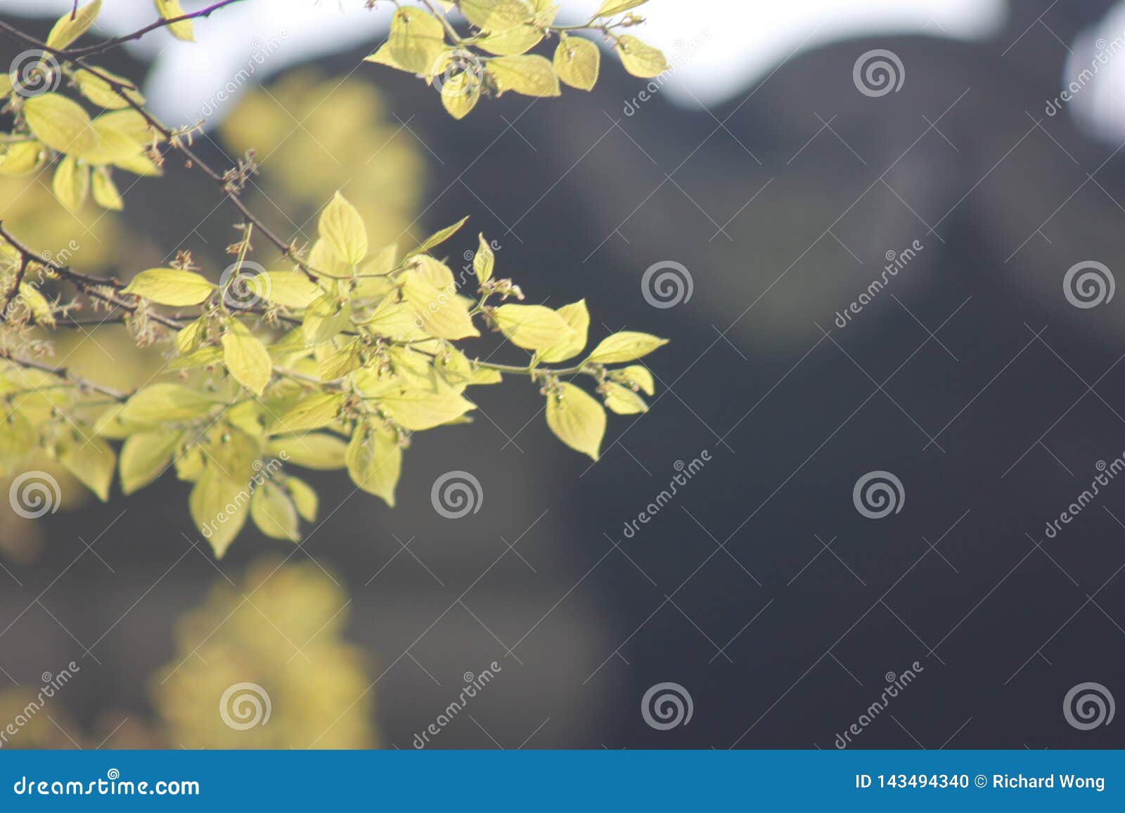 Sunlit Lighting on the Fresh Leaves Stock Photo - Image of group ...